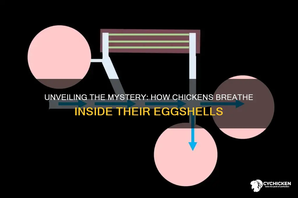 Unveiling The Mystery: How Chickens Breathe Inside Their Eggshells ...