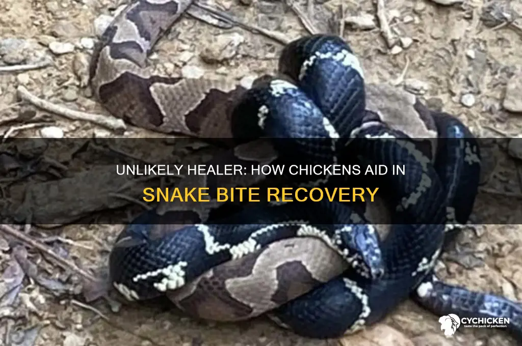 Unlikely Healer: How Chickens Aid In Snake Bite Recovery | CyChicken