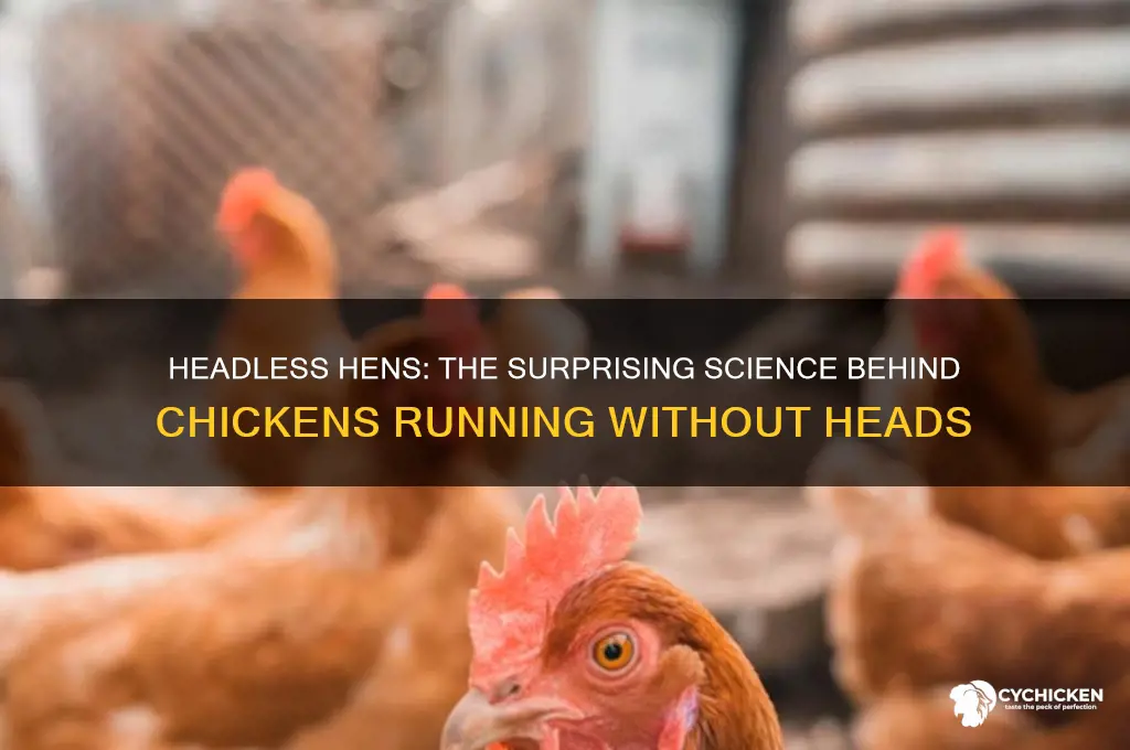 Headless Hens: The Surprising Science Behind Chickens Running Without ...