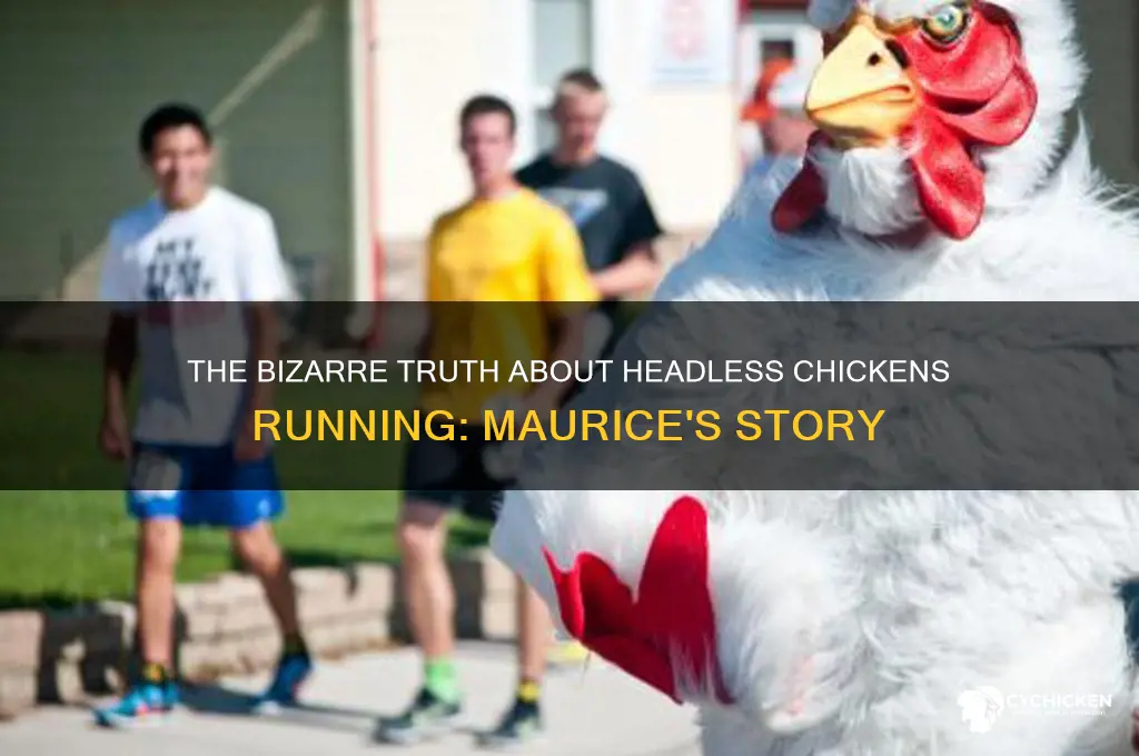 The Bizarre Truth About Headless Chickens Running: Maurice's Story ...
