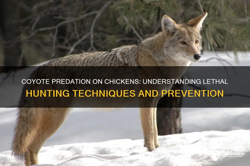 Coyote Predation On Chickens: Understanding Lethal Hunting Techniques ...