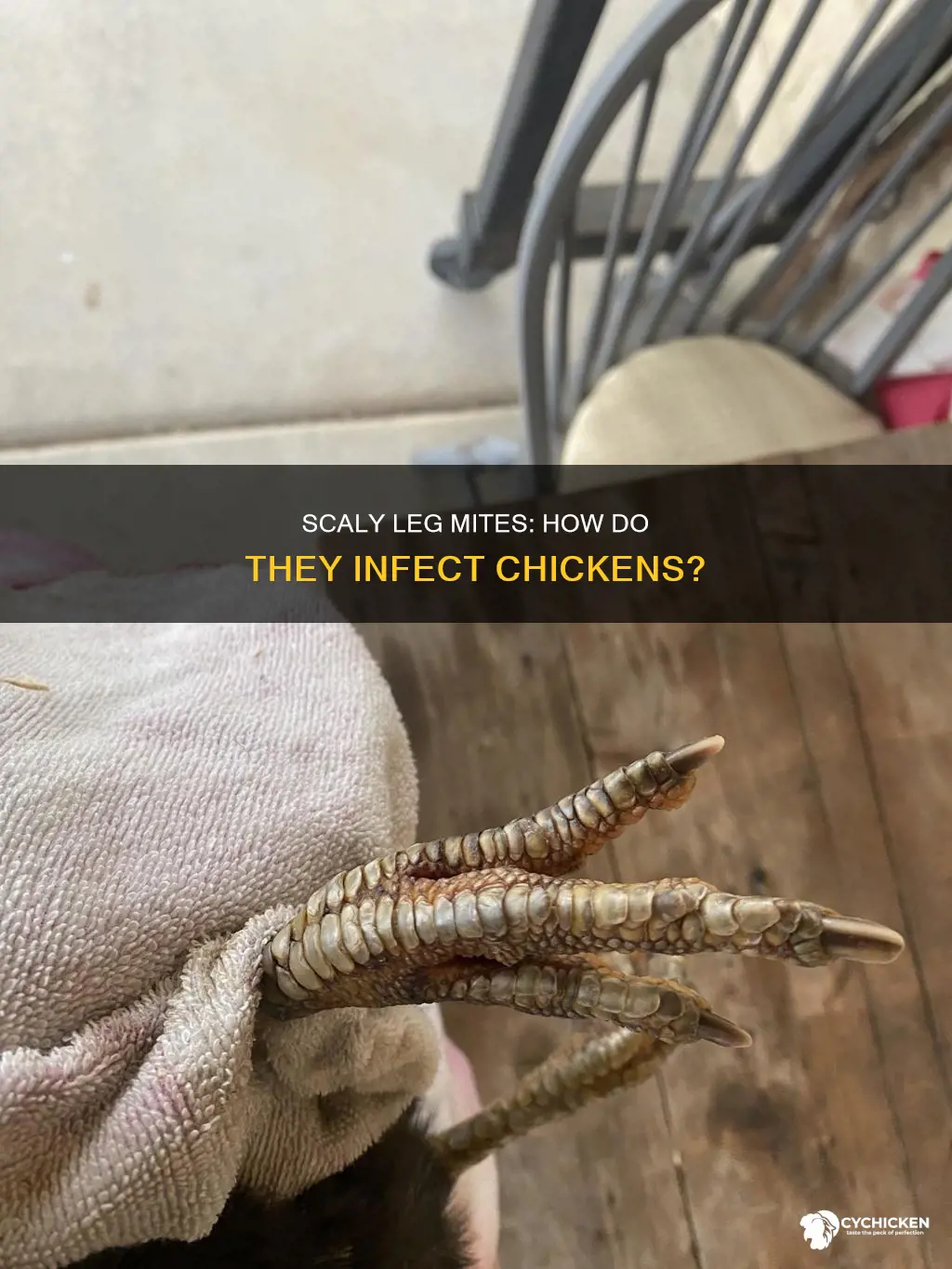 Scaly Leg Mites: How Do They Infect Chickens? | CyChicken