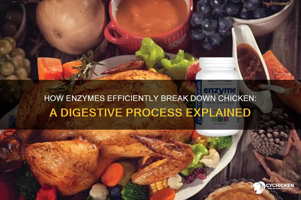 How Enzymes Efficiently Break Down Chicken: A Digestive Process ...