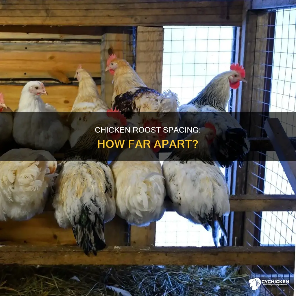 Chicken Roost Spacing: How Far Apart? | CyChicken