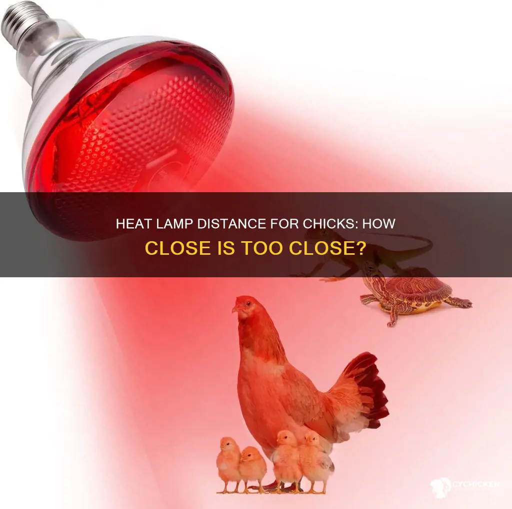 Heat Lamp Distance For Chicks: How Close Is Too Close? | CyChicken