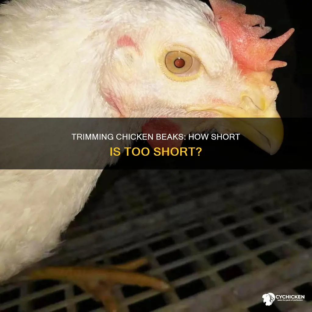 Trimming Chicken Beaks: How Short Is Too Short? | CyChicken