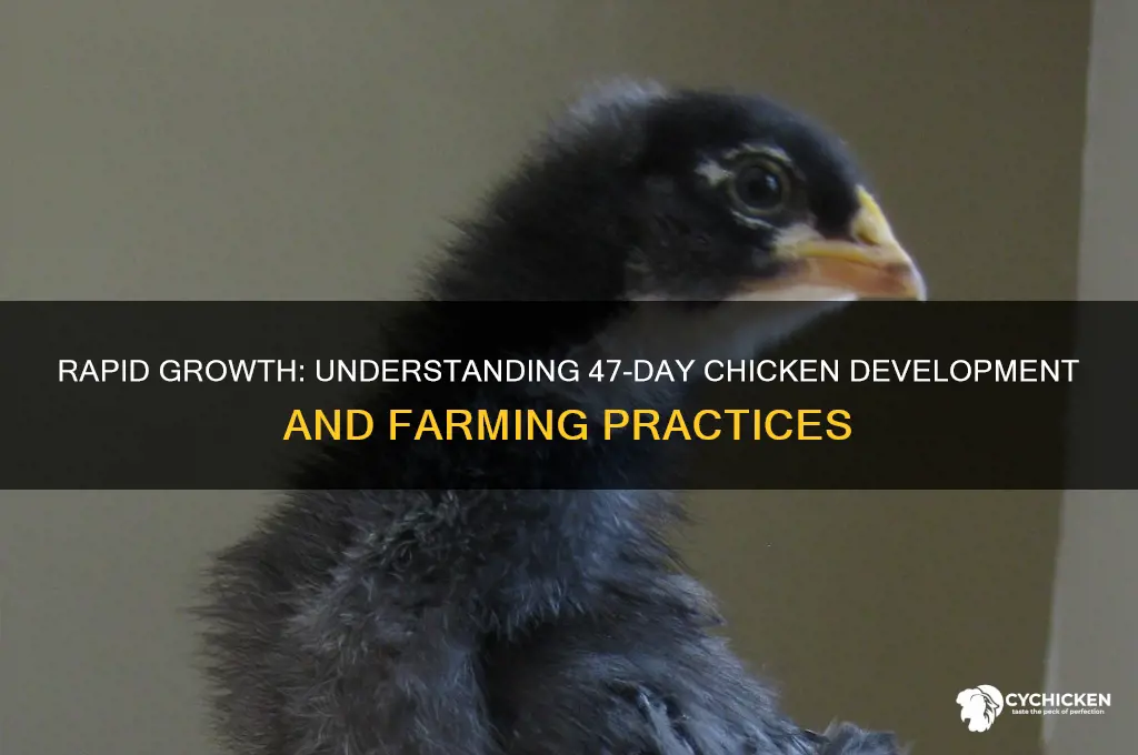 Rapid Growth: Understanding 47-Day Chicken Development And Farming ...