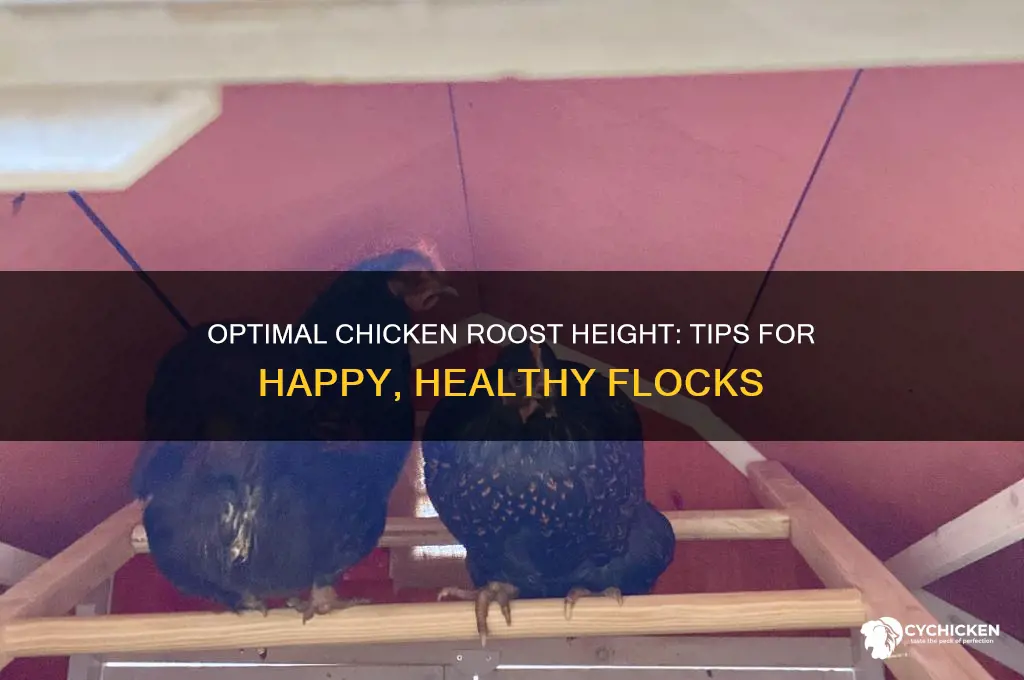 Optimal Chicken Roost Height: Tips For Happy, Healthy Flocks | CyChicken