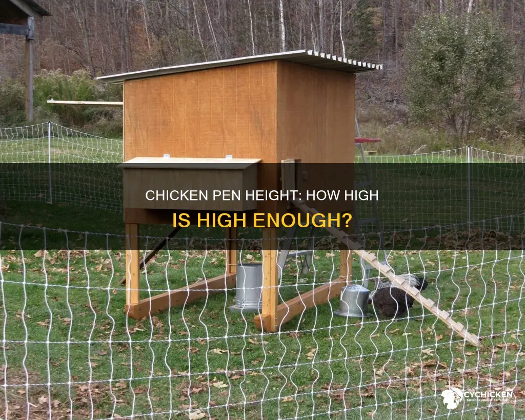 Chicken Pen Height: How High Is High Enough? | CyChicken