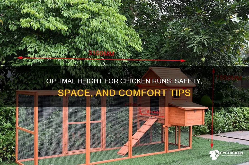 Optimal Height For Chicken Runs: Safety, Space, And Comfort Tips ...