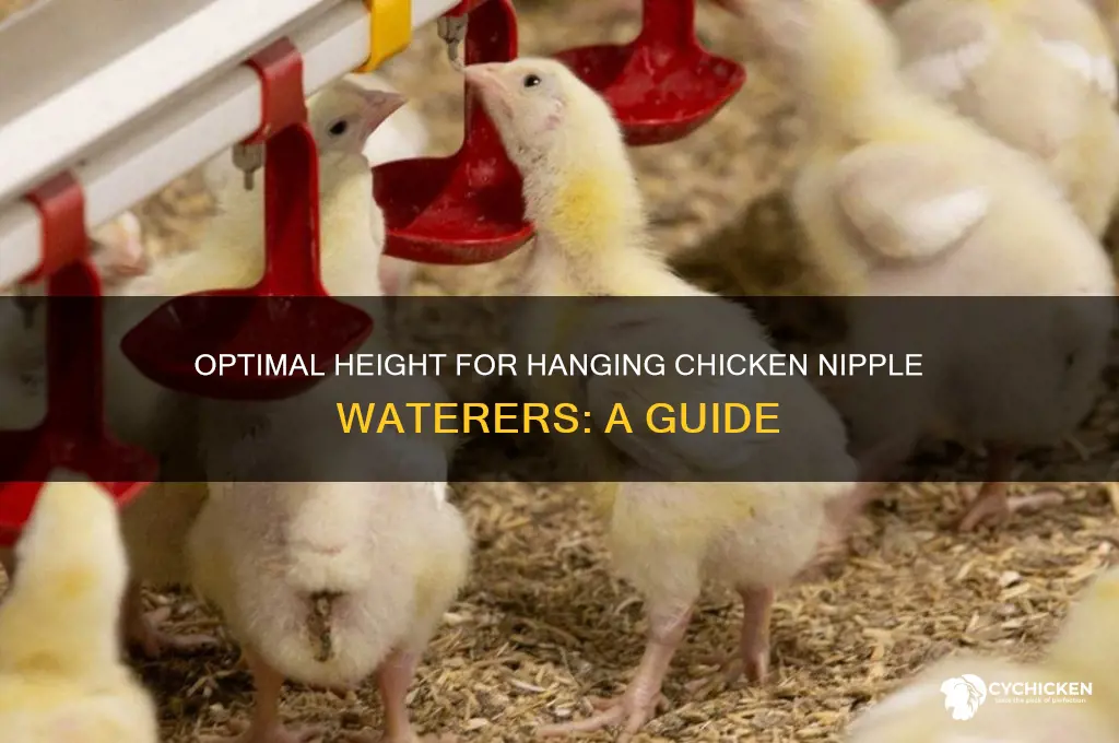Optimal Height For Hanging Chicken Nipple Waterers: A Guide | CyChicken