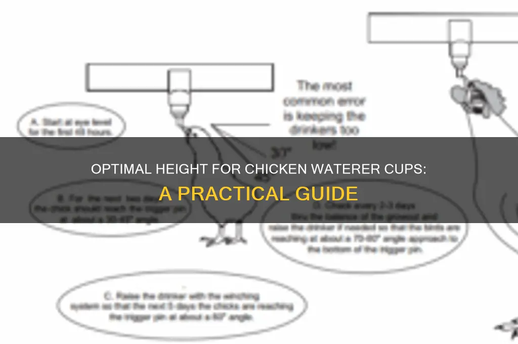 Optimal Height For Chicken Waterer Cups: A Practical Guide | CyChicken