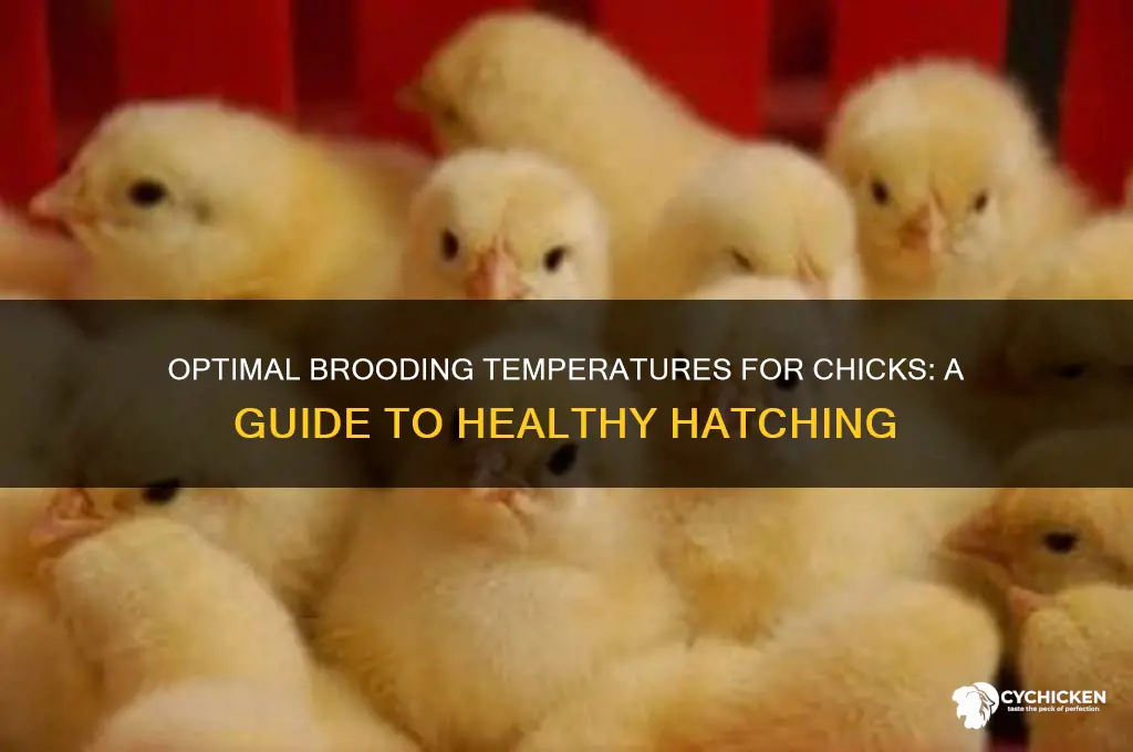 Optimal Brooding Temperatures For Chicks: A Guide To Healthy Hatching ...