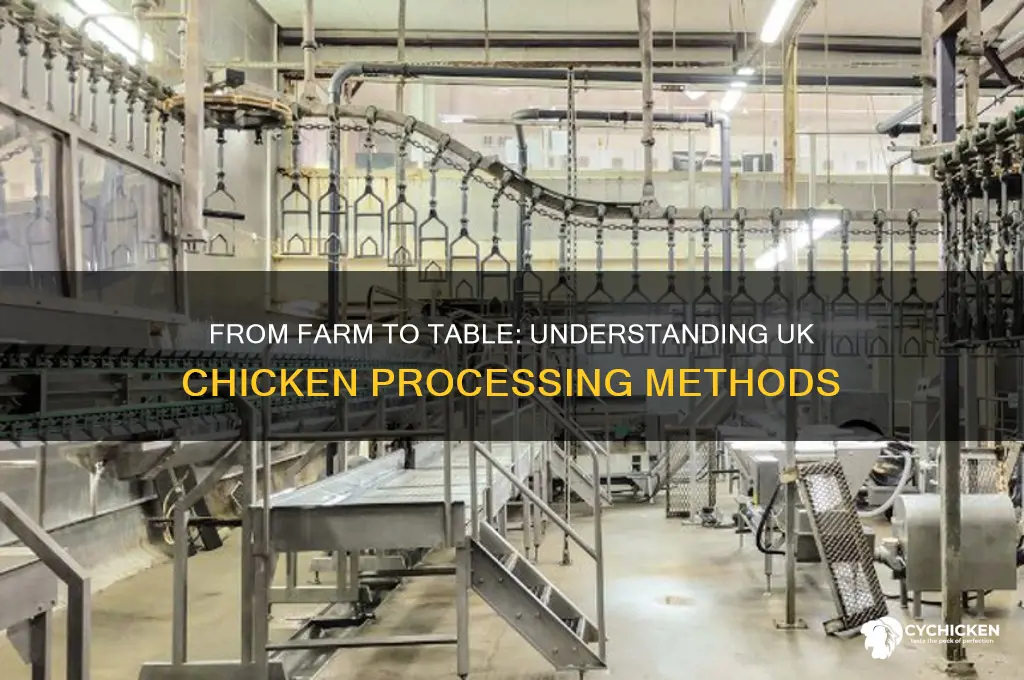 From Farm To Table: Understanding Uk Chicken Processing Methods | CyChicken