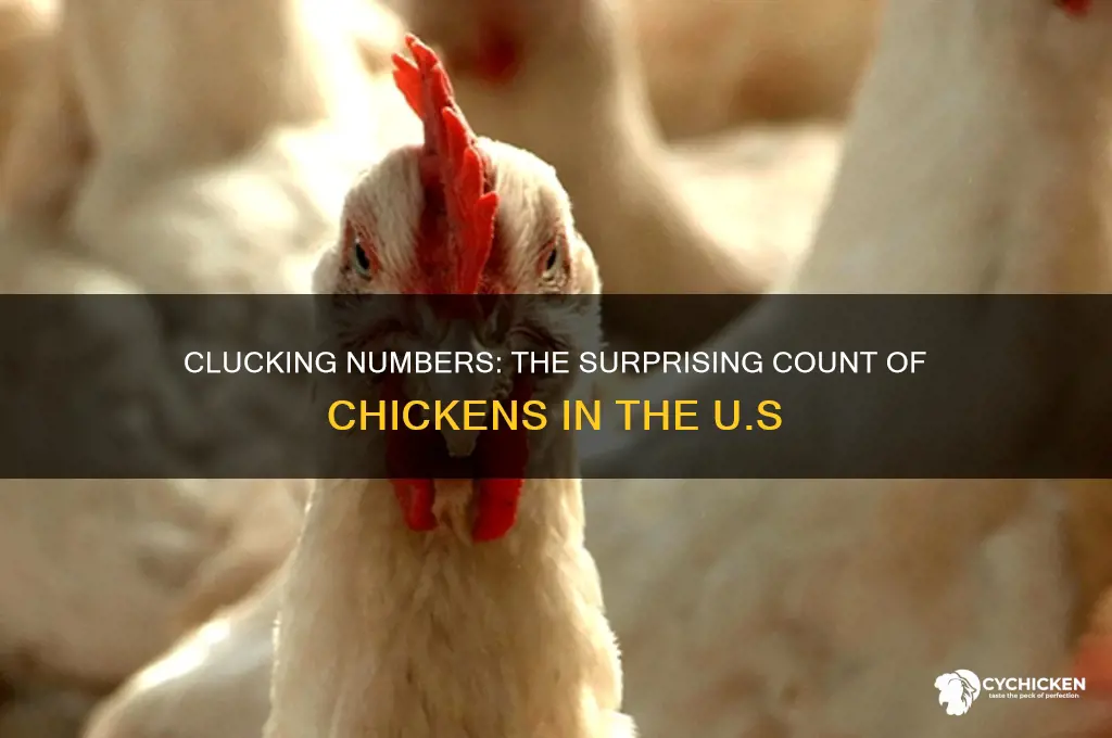 Clucking Numbers: The Surprising Count Of Chickens In The U.S | CyChicken