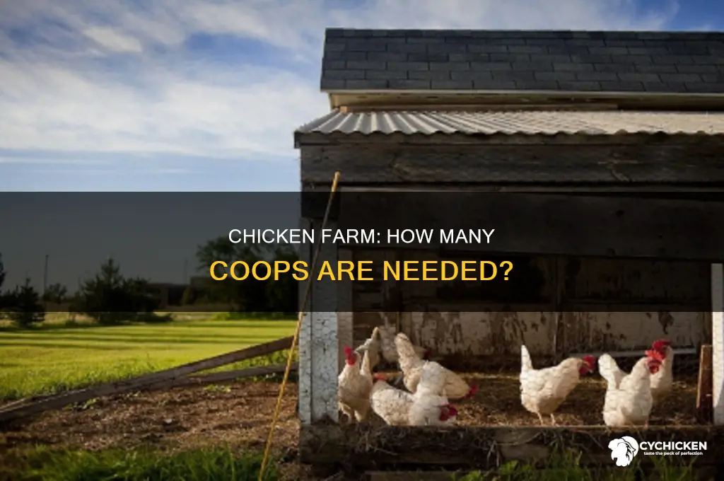 Chicken Farm: How Many Coops Are Needed? | CyChicken