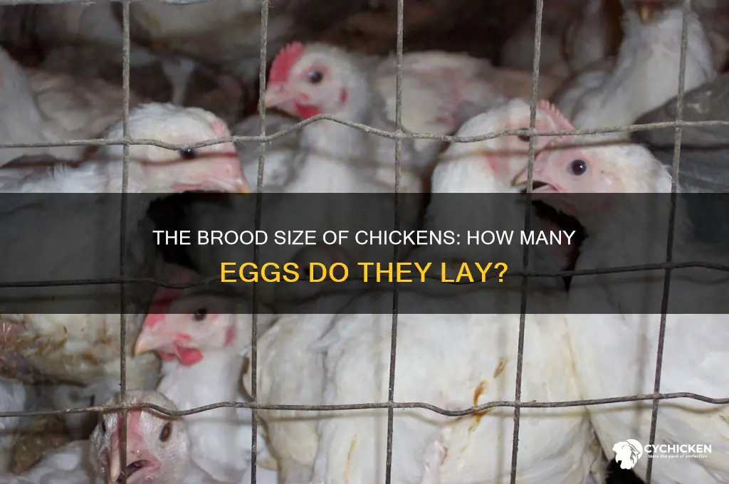 The Brood Size Of Chickens: How Many Eggs Do They Lay? | CyChicken