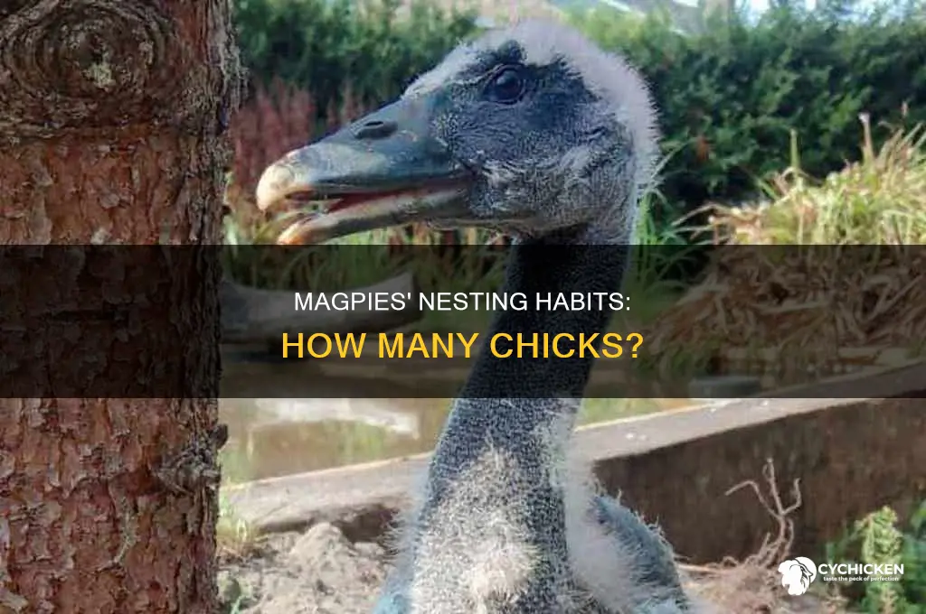 Magpies' Nesting Habits: How Many Chicks? | CyChicken