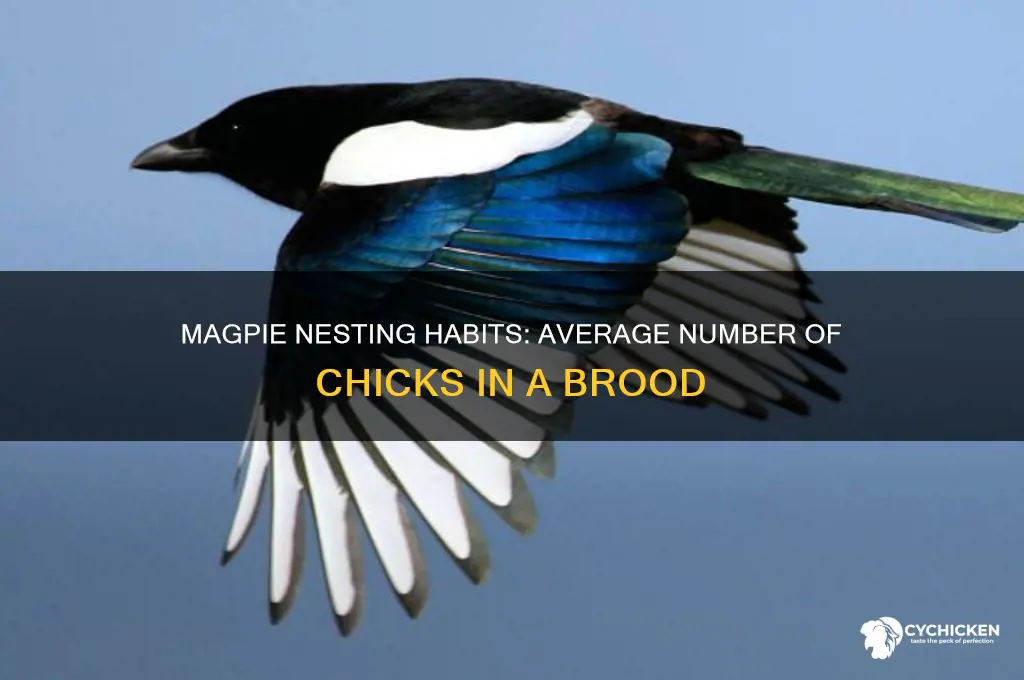 Magpie Nesting Habits: Average Number Of Chicks In A Brood | CyChicken