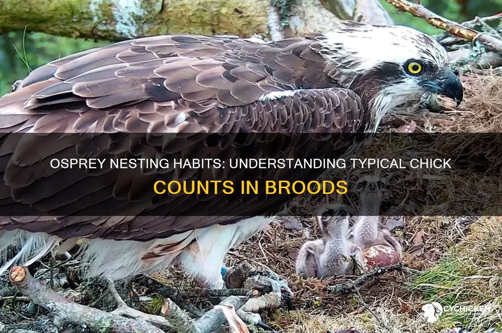 Osprey Nesting Habits: Understanding Typical Chick Counts In Broods ...