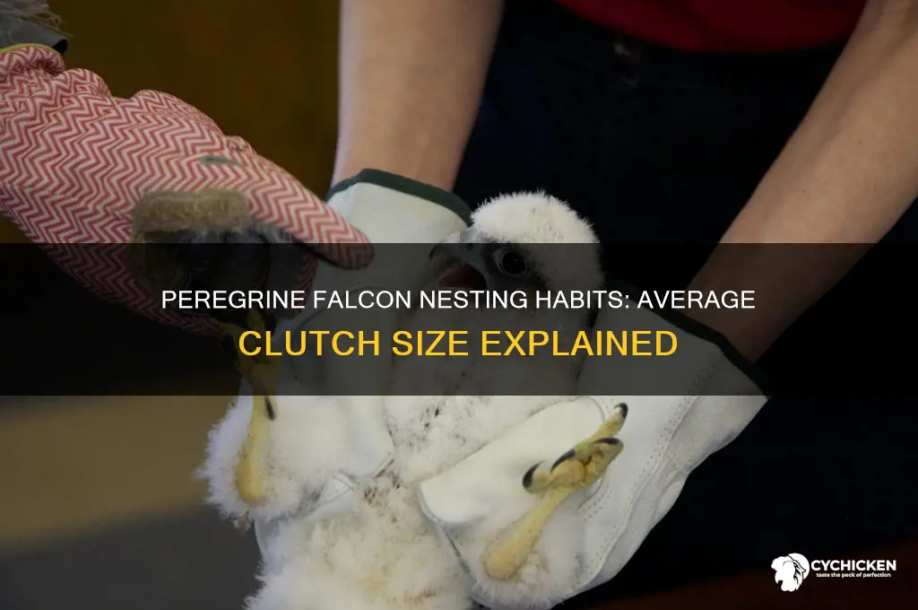 Peregrine Falcon Nesting Habits: Average Clutch Size Explained | CyChicken