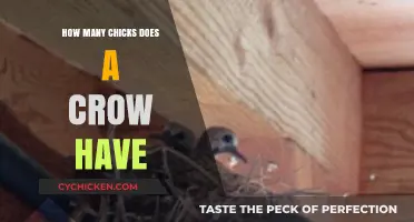 Magpie Nesting Habits: Average Number Of Chicks In A Brood | CyChicken