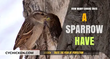 Magpie Nesting Habits: Average Number Of Chicks In A Brood | CyChicken