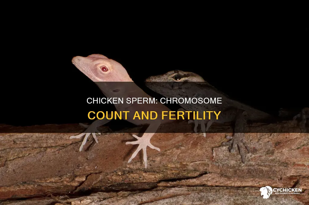 Chicken Sperm: Chromosome Count And Fertility | CyChicken