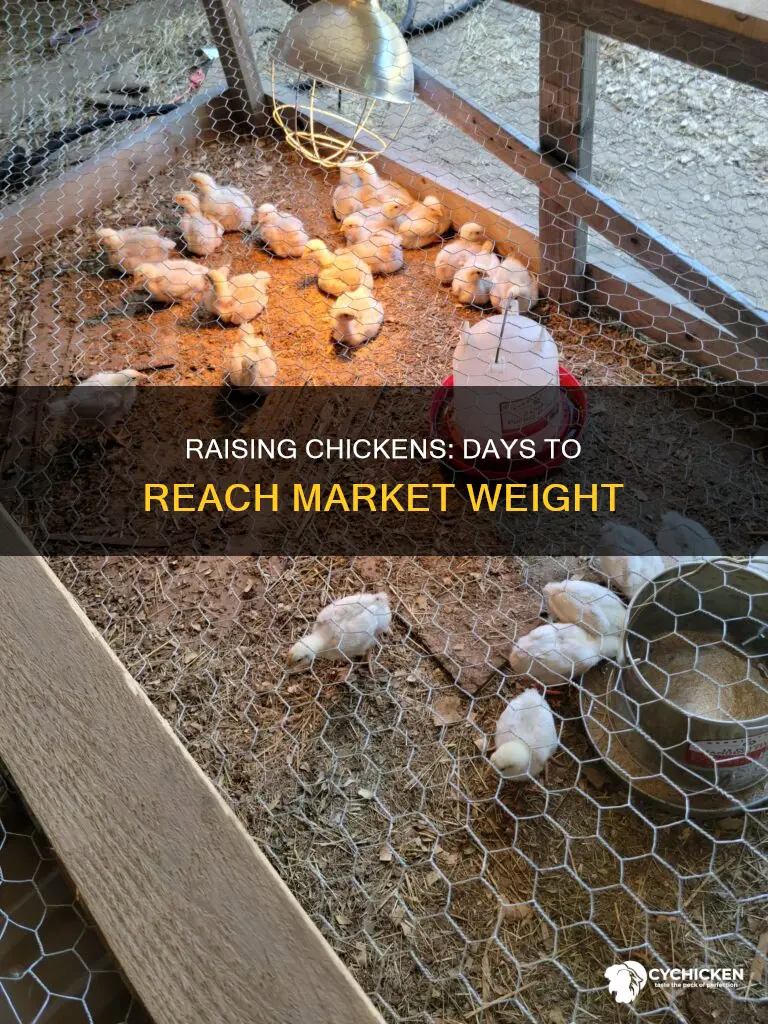 Raising Chickens: Days To Reach Market Weight | CyChicken