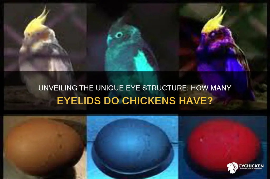 Unveiling The Unique Eye Structure: How Many Eyelids Do Chickens Have ...