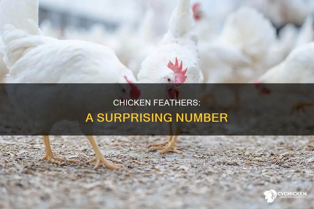 Chicken Feathers: A Surprising Number | CyChicken