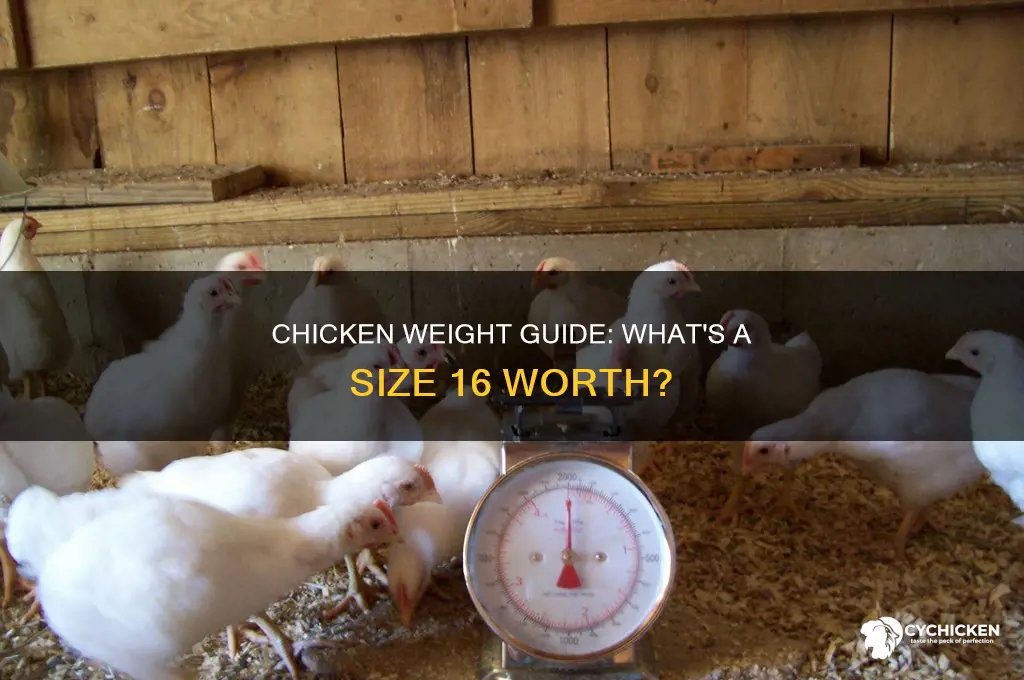 Chicken Weight Guide: What's A Size 16 Worth? | CyChicken
