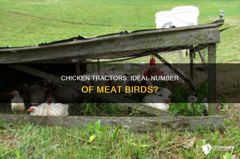 Chicken Tractors: Ideal Number Of Meat Birds? | CyChicken