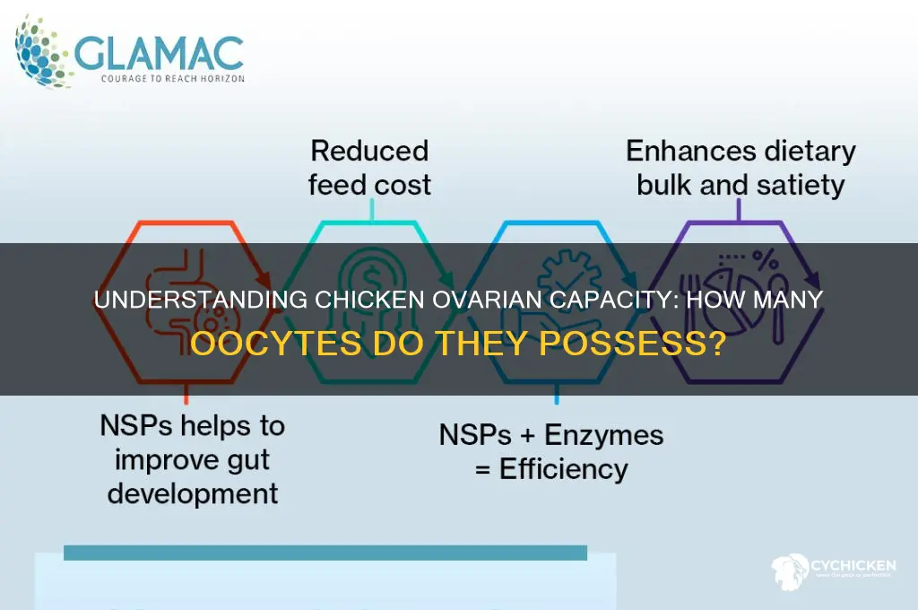 Understanding Chicken Ovarian Capacity: How Many Oocytes Do They ...