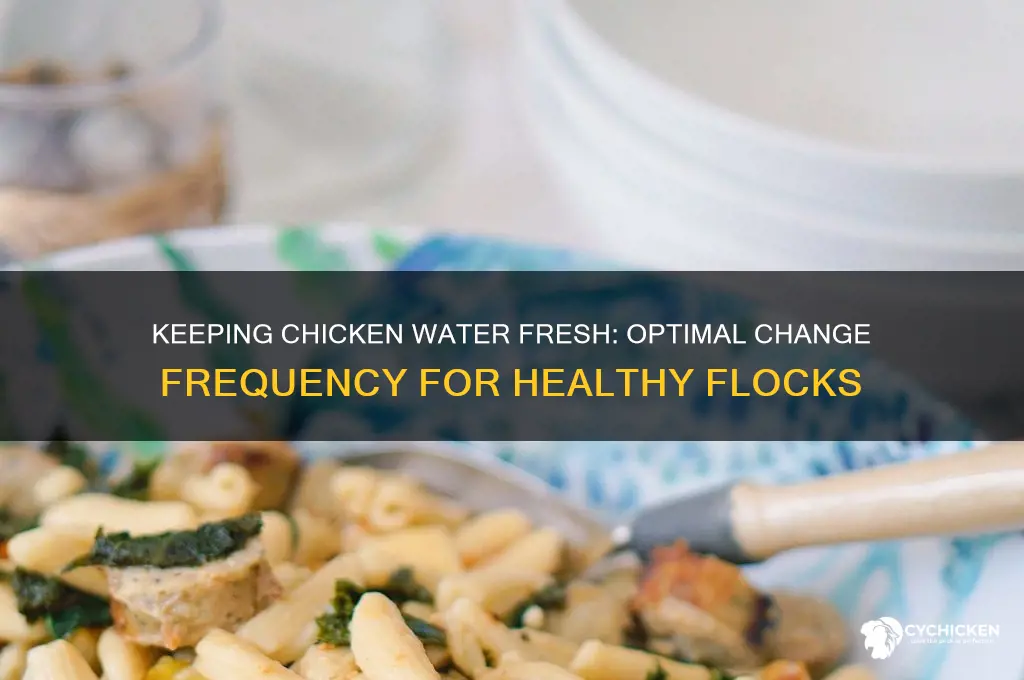 Keeping Chicken Water Fresh: Optimal Change Frequency For Healthy ...