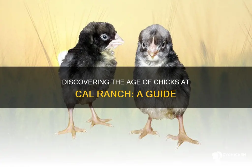 Discovering The Age Of Chicks At Cal Ranch: A Guide | CyChicken