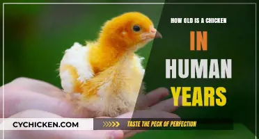 Your Chicken's Age: A Guide To Chicken Years | CyChicken