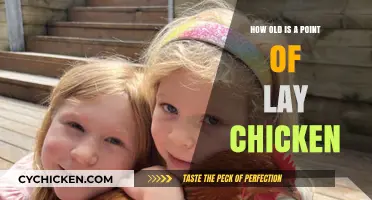 Your Chicken's Age: A Guide To Chicken Years | CyChicken