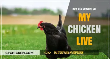 Your Chicken's Age: A Guide To Chicken Years | CyChicken