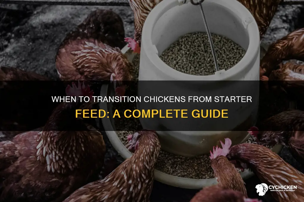 When To Transition Chickens From Starter Feed: A Complete Guide | CyChicken
