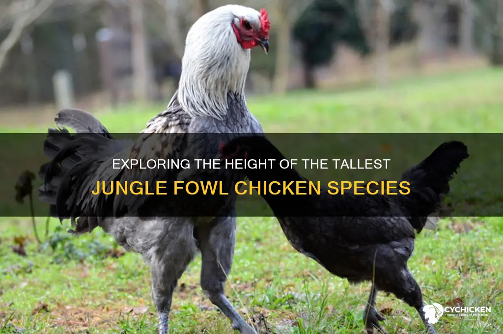 Exploring The Height Of The Tallest Jungle Fowl Chicken Species | CyChicken
