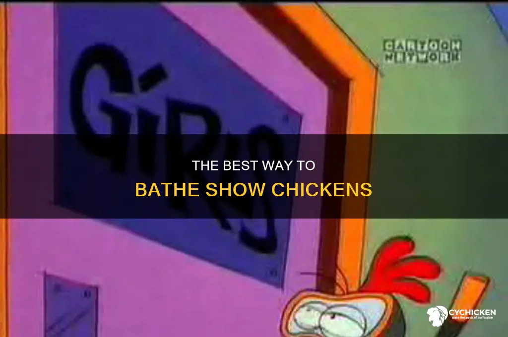 The Best Way To Bathe Show Chickens | CyChicken