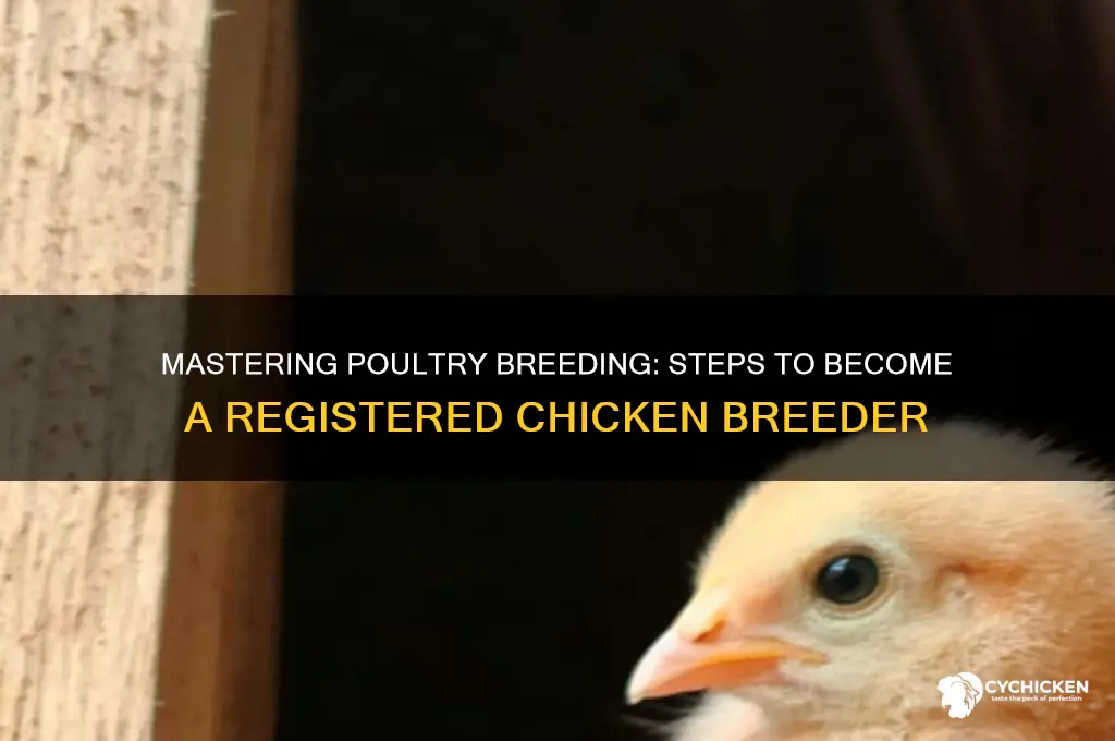 Mastering Poultry Breeding: Steps To Become A Registered Chicken ...
