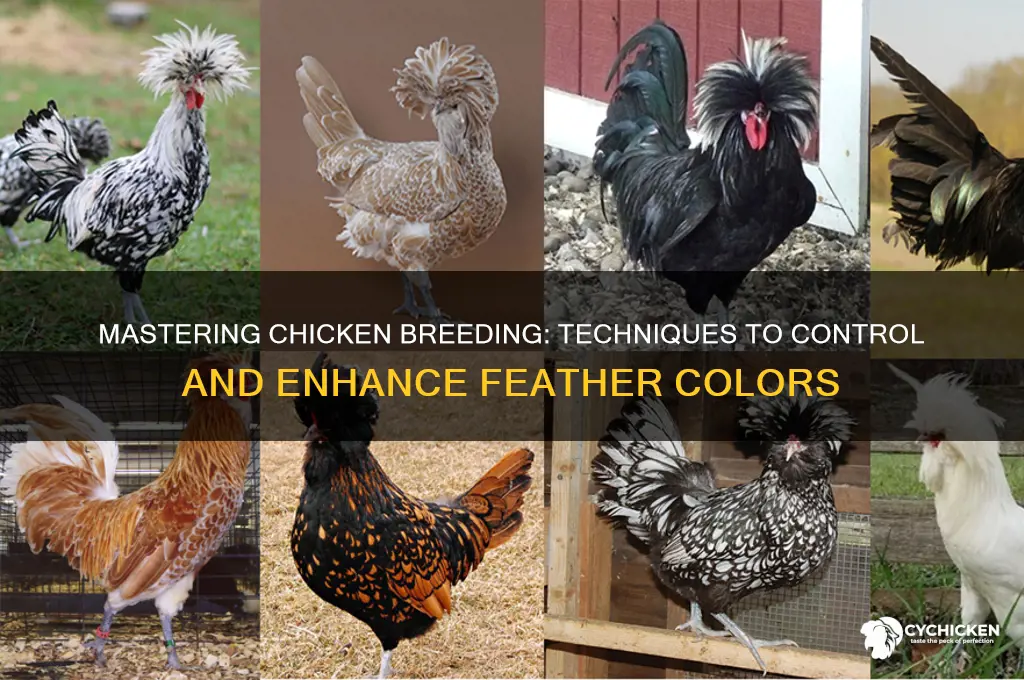 Mastering Chicken Breeding: Techniques To Control And Enhance Feather ...