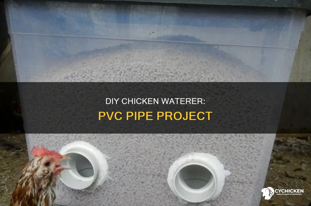 Diy Chicken Waterer: Pvc Pipe Project | CyChicken