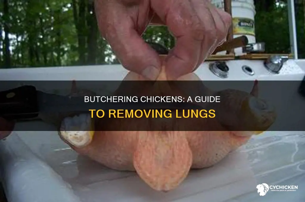 Butchering Chickens: A Guide To Removing Lungs | CyChicken