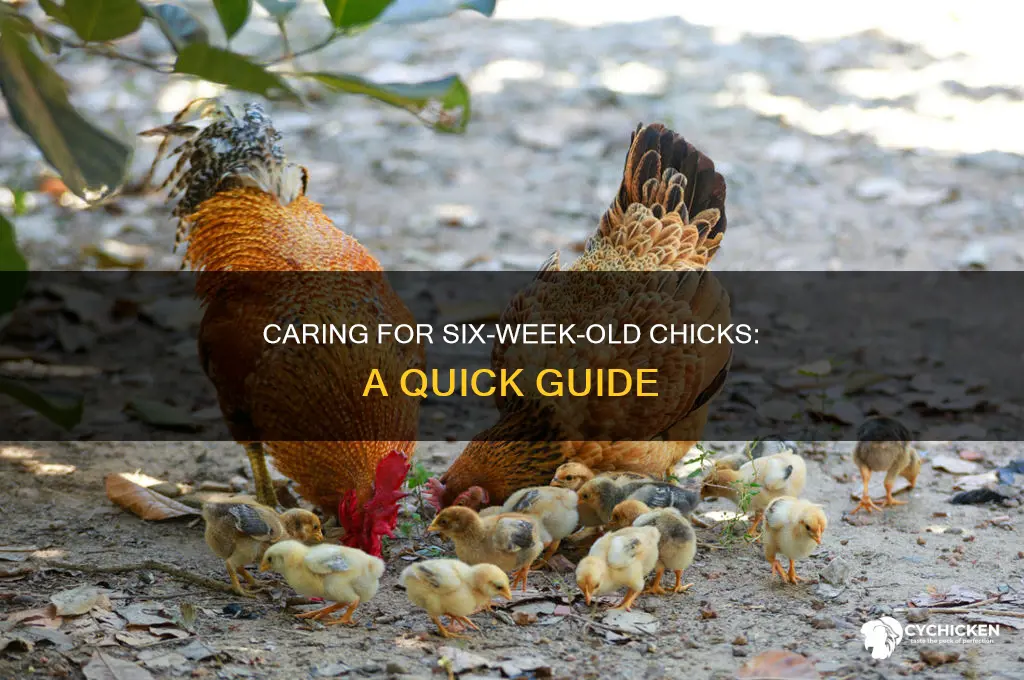 Caring For Six-Week-Old Chicks: A Quick Guide | CyChicken