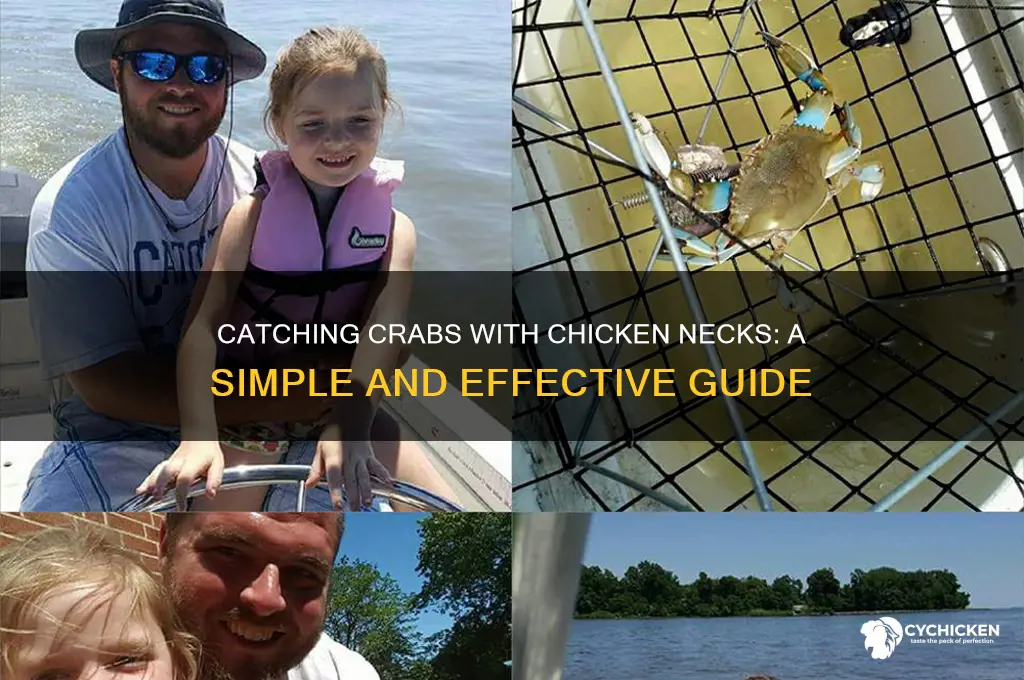 Catching Crabs With Chicken Necks: A Simple And Effective Guide | CyChicken