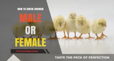 Identifying Chick Gender: Simple Methods To Determine Male Or Female ...