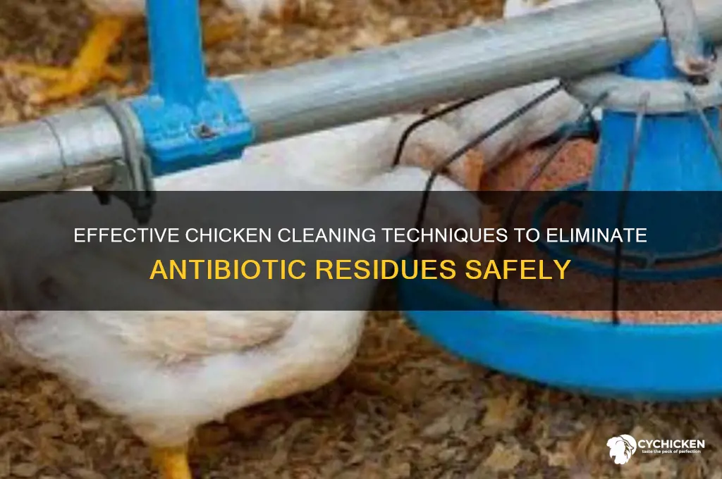 Effective Chicken Cleaning Techniques To Eliminate Antibiotic Residues ...